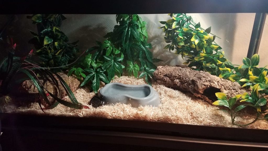 HERPS - The Best Exotic Reptile Shows in the USA