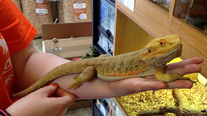 HERPS - The Best Exotic Reptile Shows in the USA