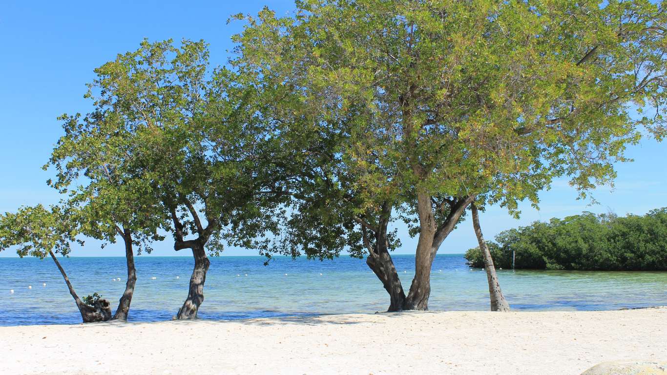 Beaches Near Islamorada | A Local's Guide | Kon Tiki Resort in Islamorada
