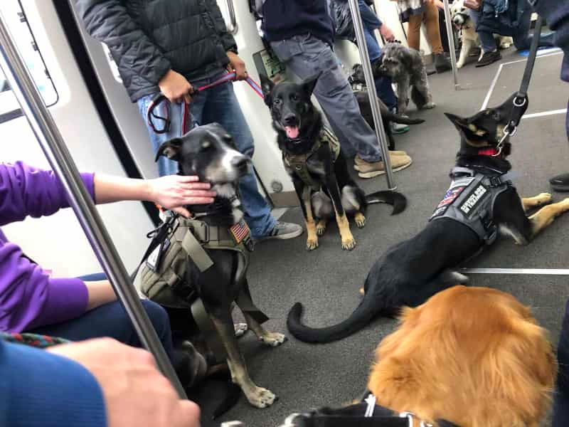 Emotional Support Dog Training