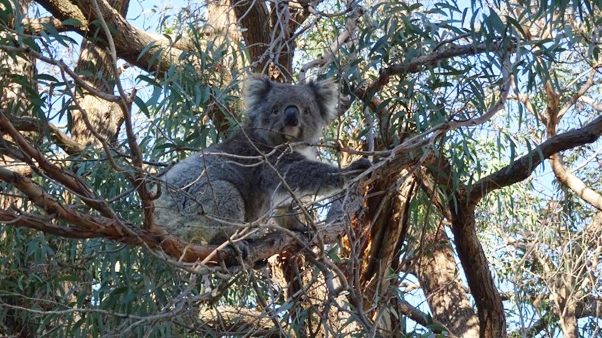 Mallacoota Foreshore Holiday Park