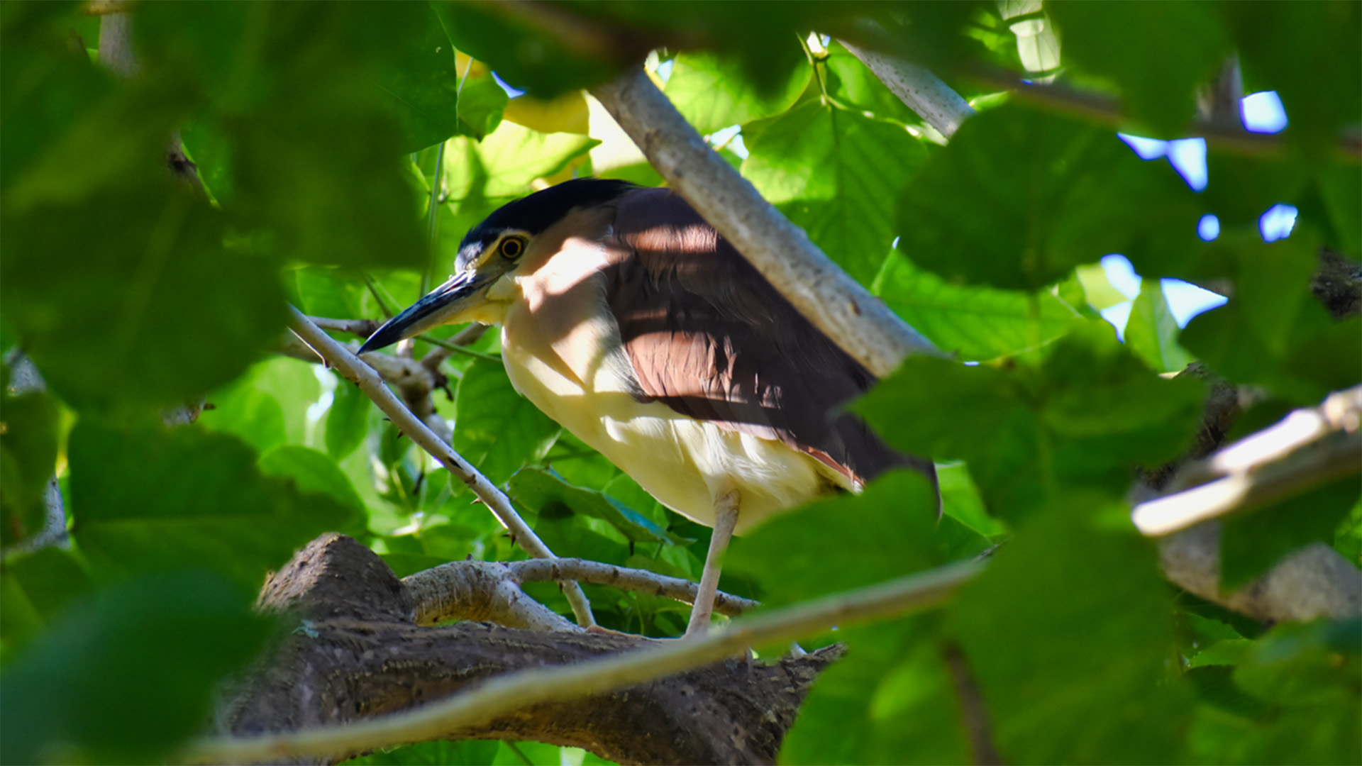 Notice: Native Wildlife - Reminder