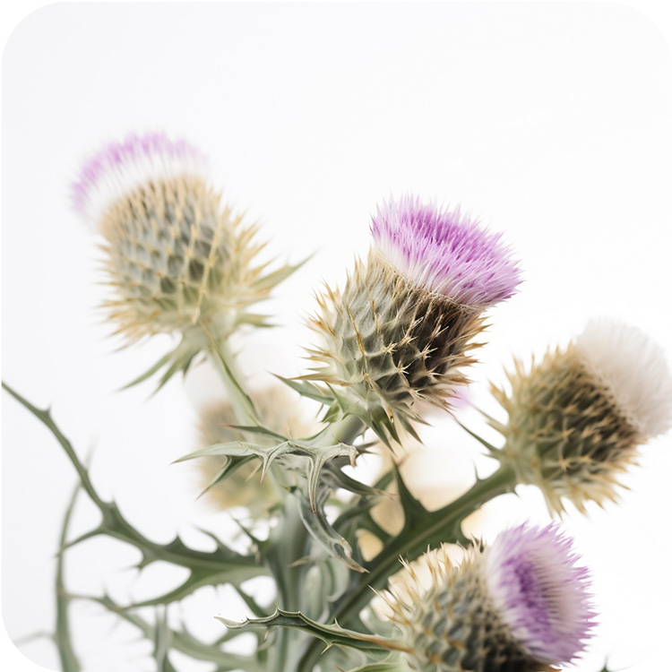 immunBooster Cat von Dr. SAM: Für eine starke Abwehr