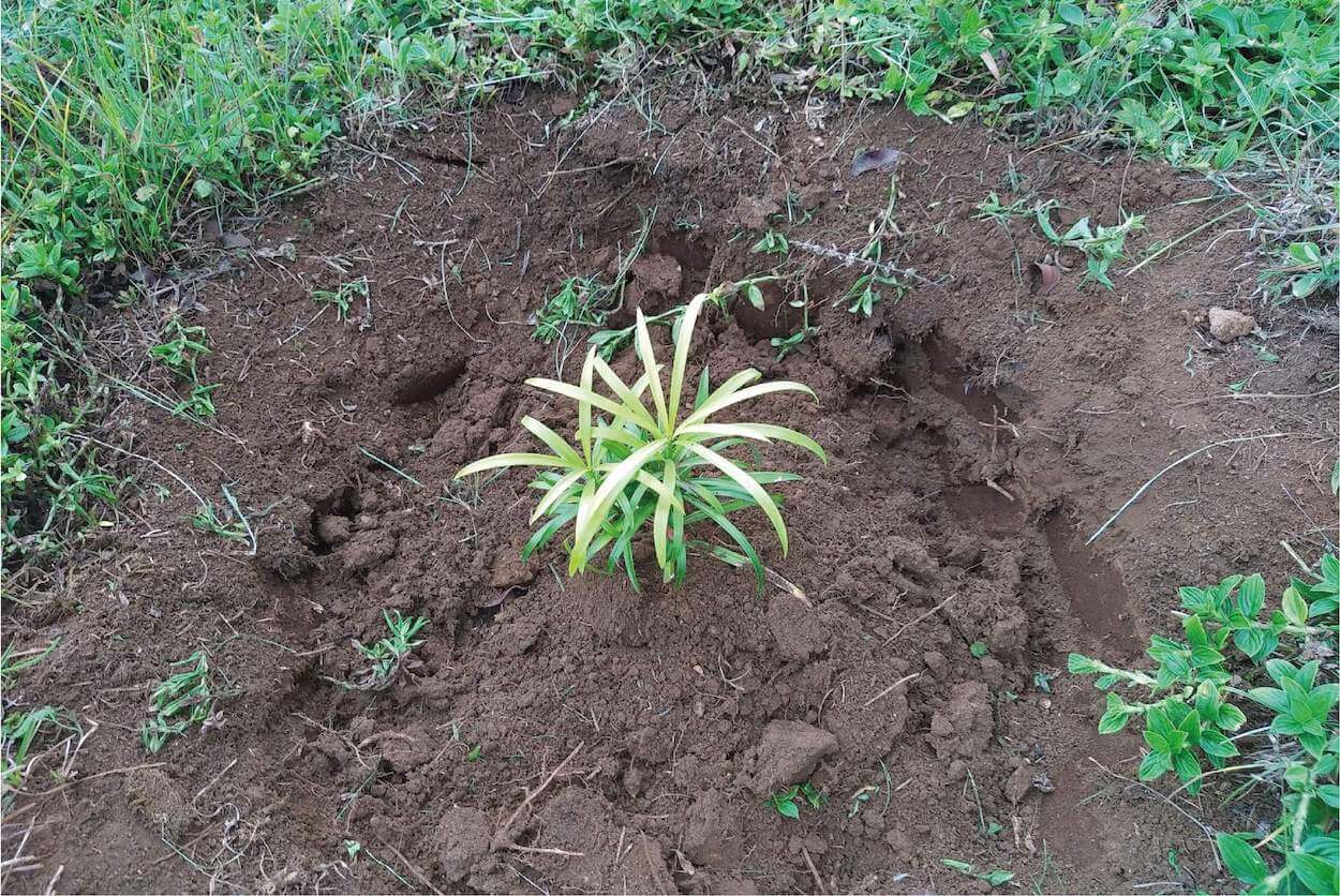 How rocks can contribute to reforestation
