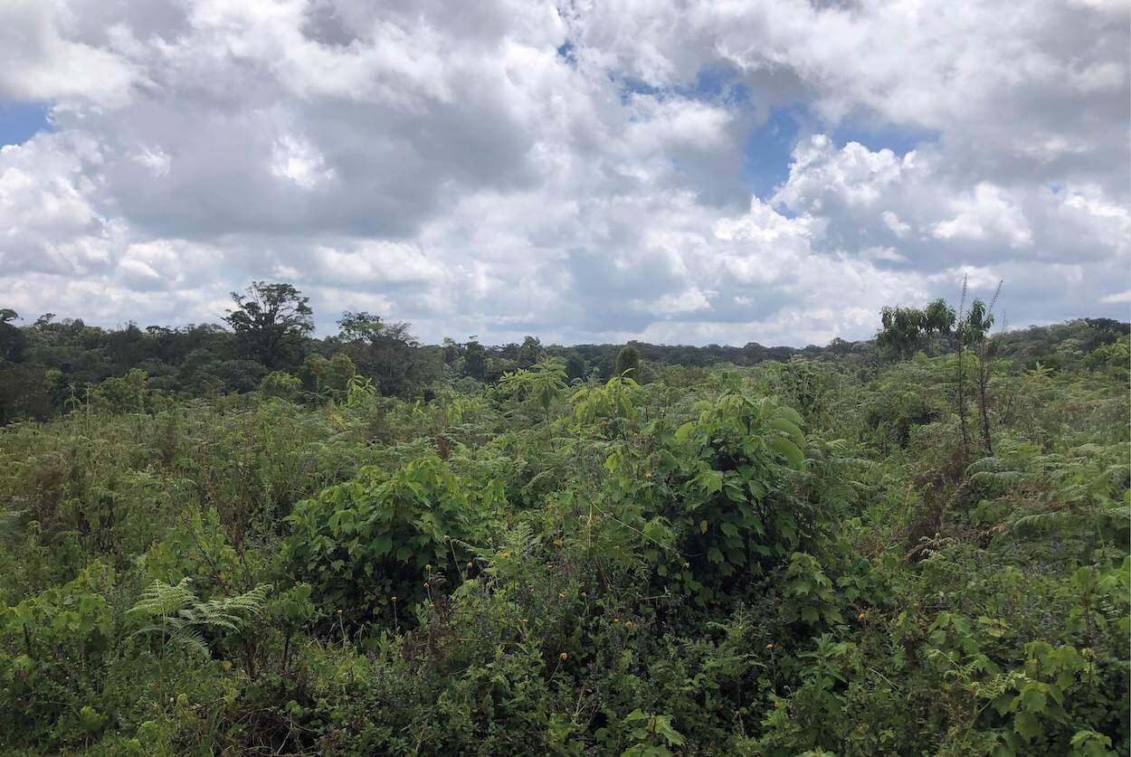 How rocks can contribute to reforestation