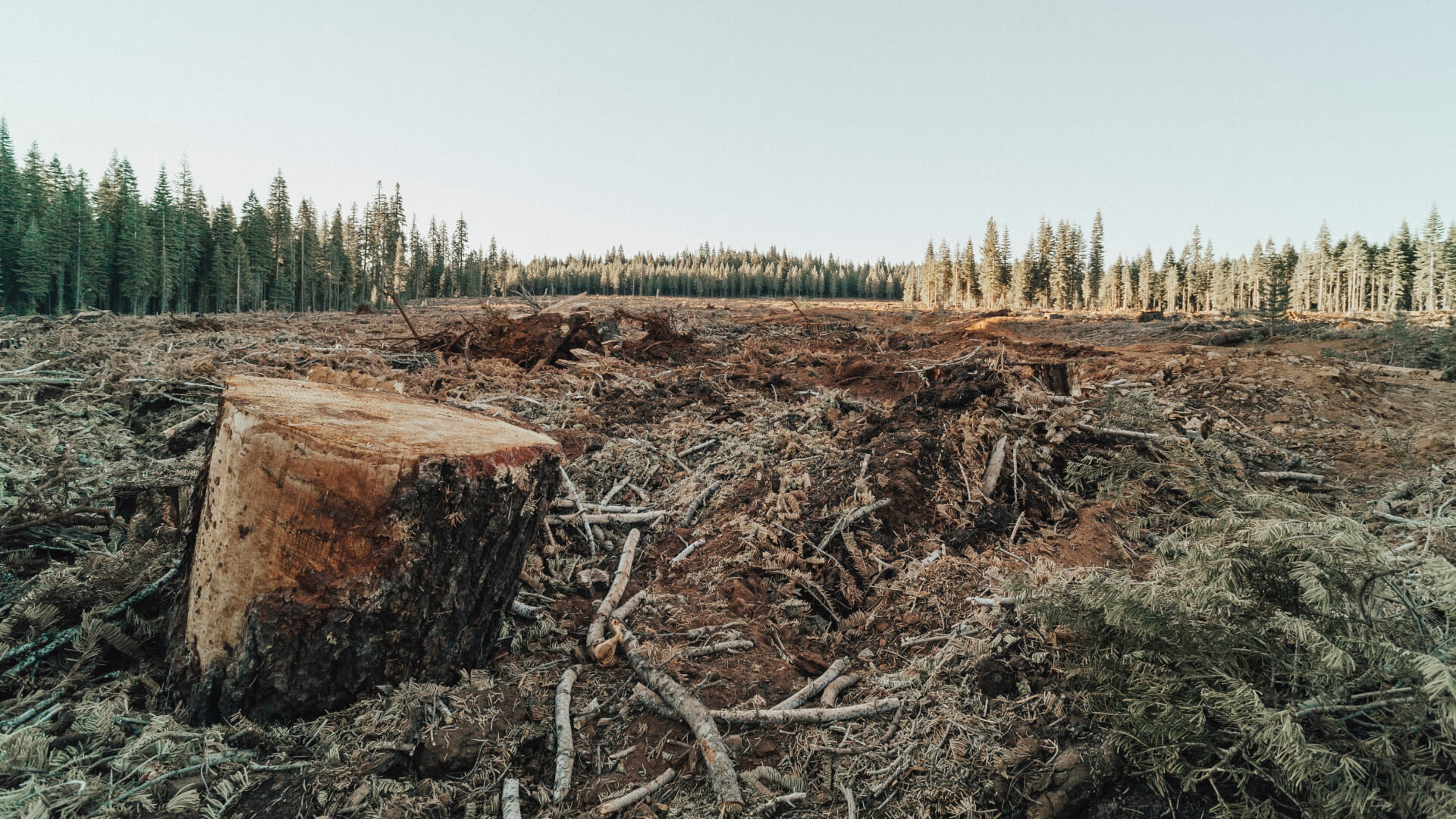 EU ban on deforestation-linked goods