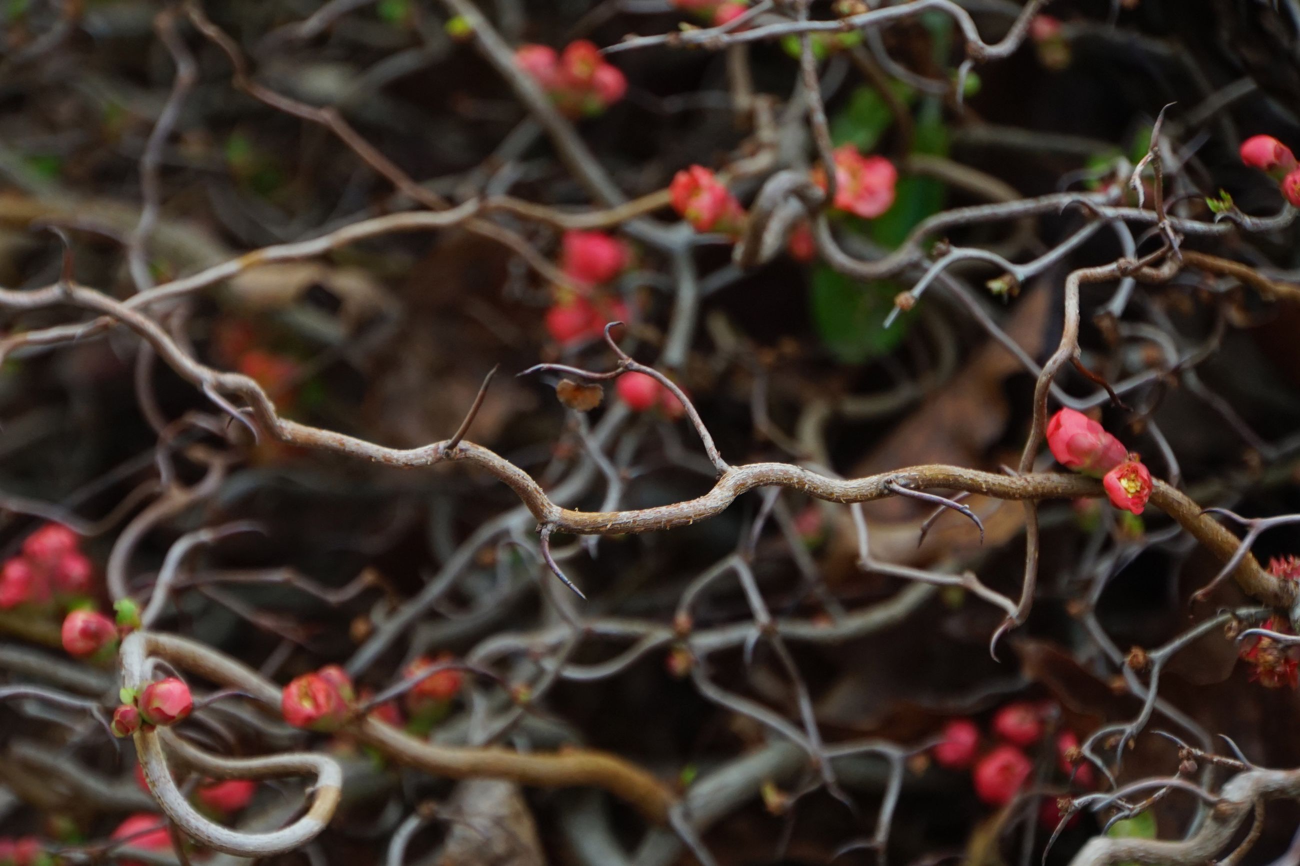 Phoam Labs - Biobased Foam Solutions