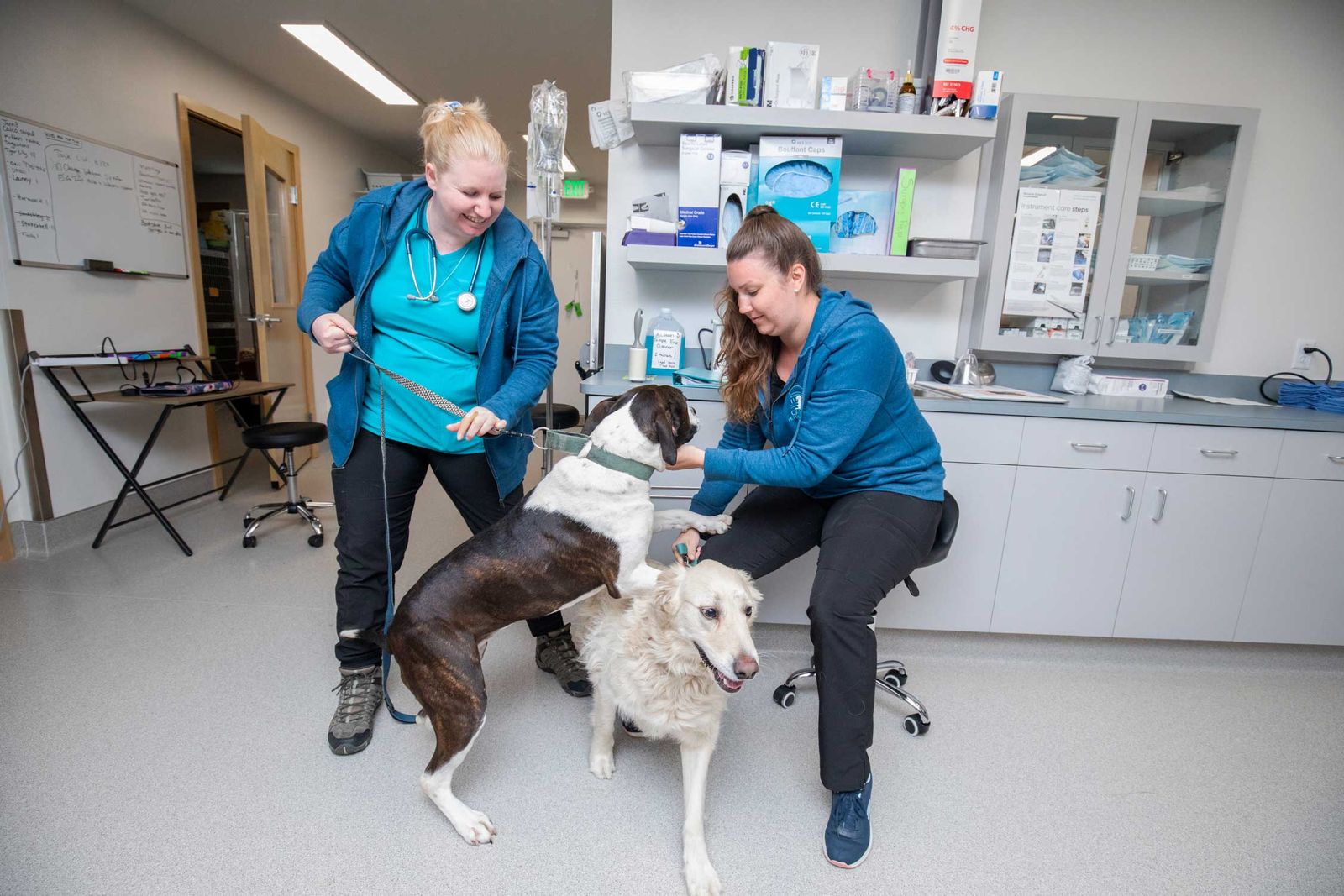 High-Quality Vet Hospital in Olympia, WA | Capital Pet Urgent Care