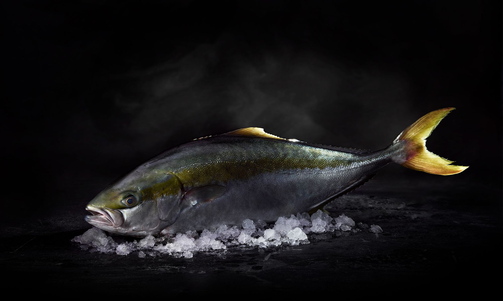 Nordic Kingfish - Sustainable Yellowtail Kingfish