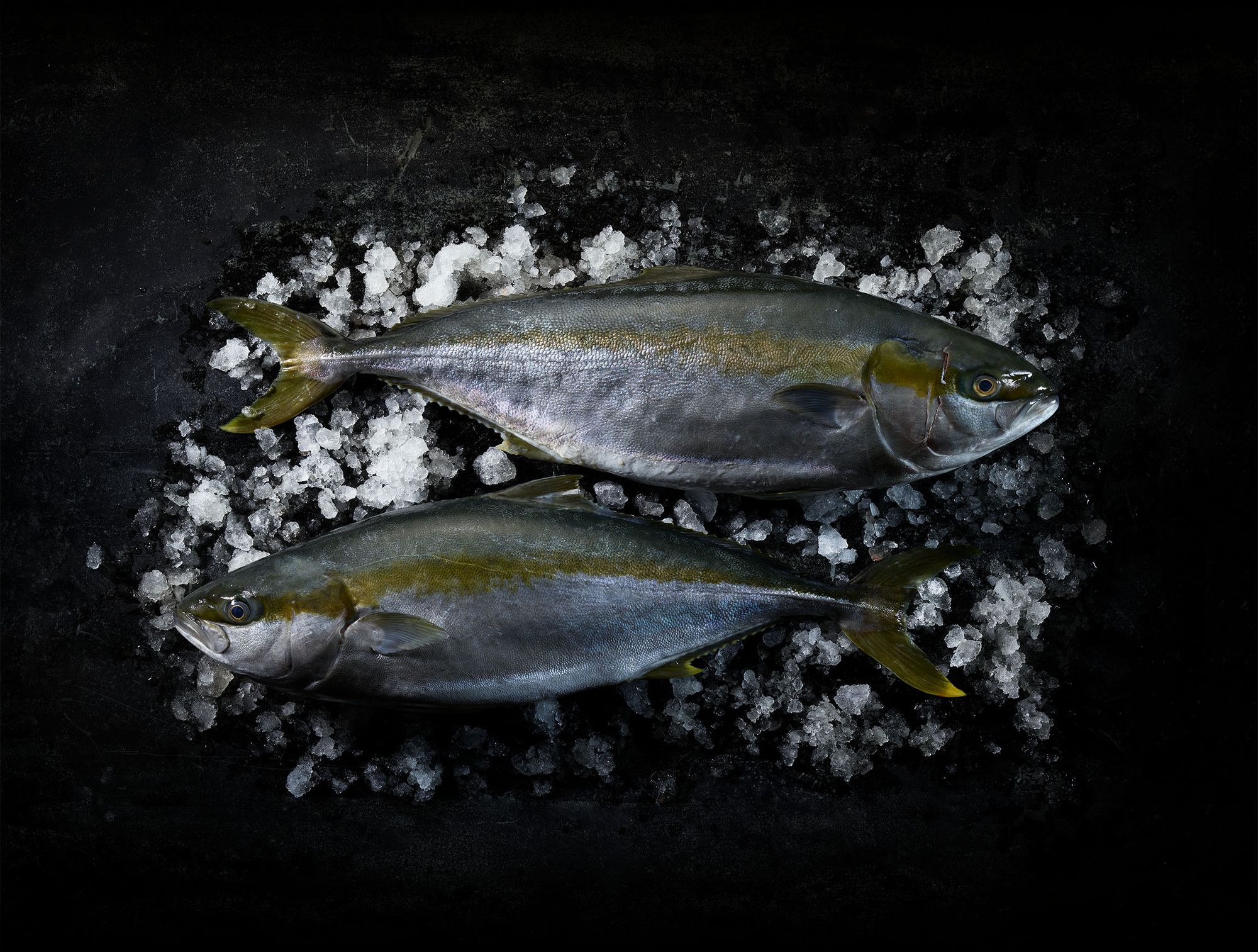 Nordic Kingfish - Sustainable Yellowtail Kingfish