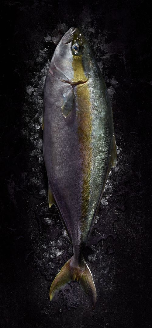 Nordic Kingfish - Sustainable Yellowtail Kingfish