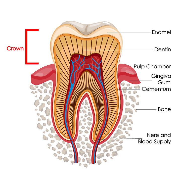 The Anatomy of the Human Tooth – With Your General & Restorative ...