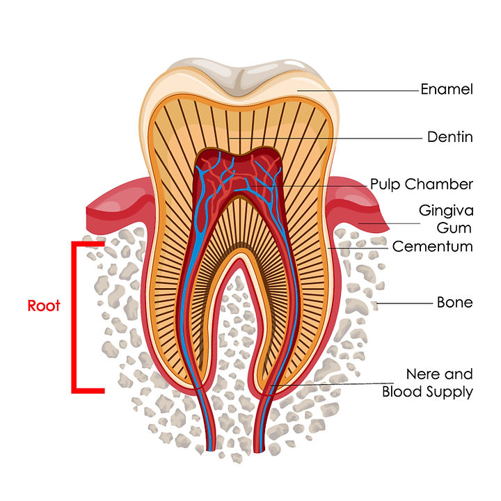 The Anatomy of the Human Tooth – With Your General & Restorative ...