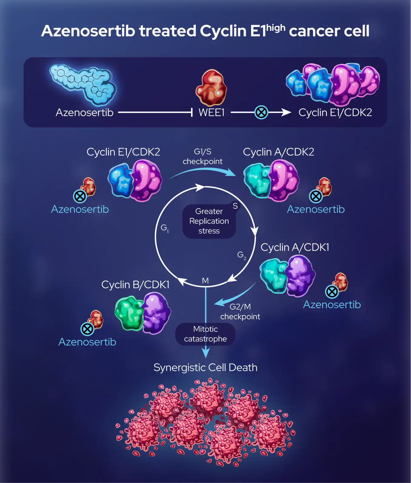 Pipeline - Zentalis Pharmaceuticals