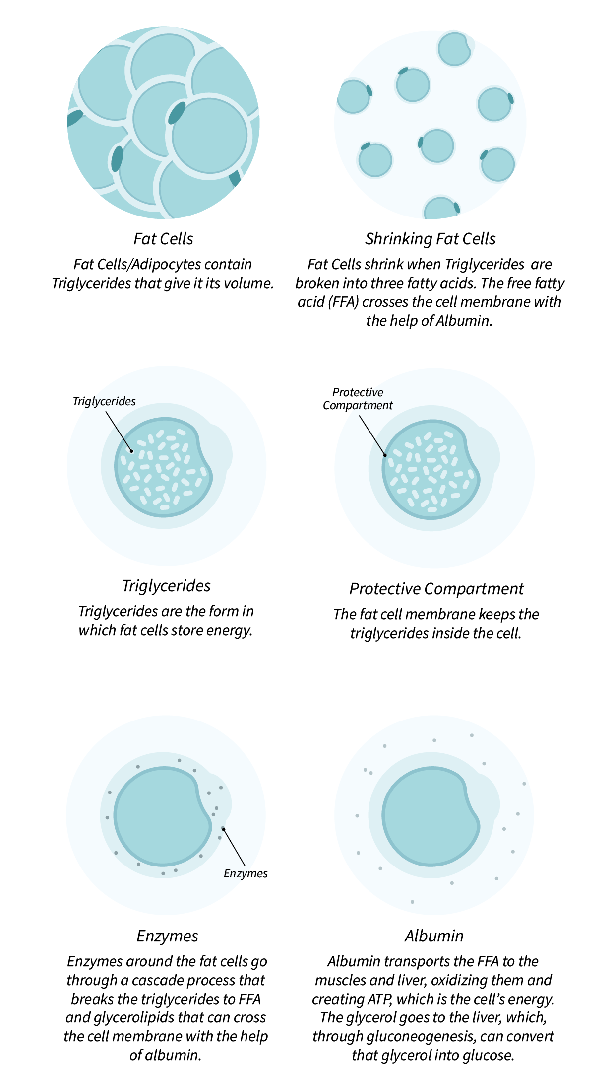 Body & Define Treatments | CellSound Aesthetics®