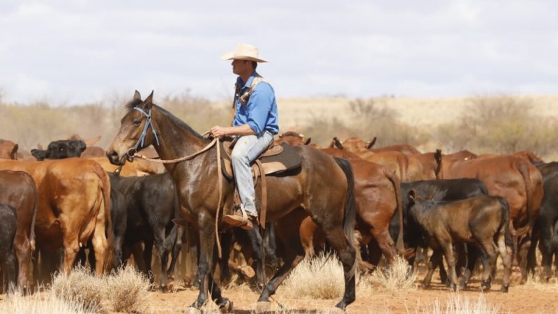 Historic Kimberley Pastoral Station Returned to Australian Hands ...
