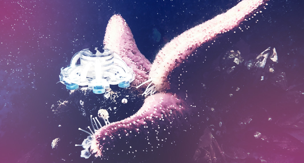 Project CETI •-- Get Involved