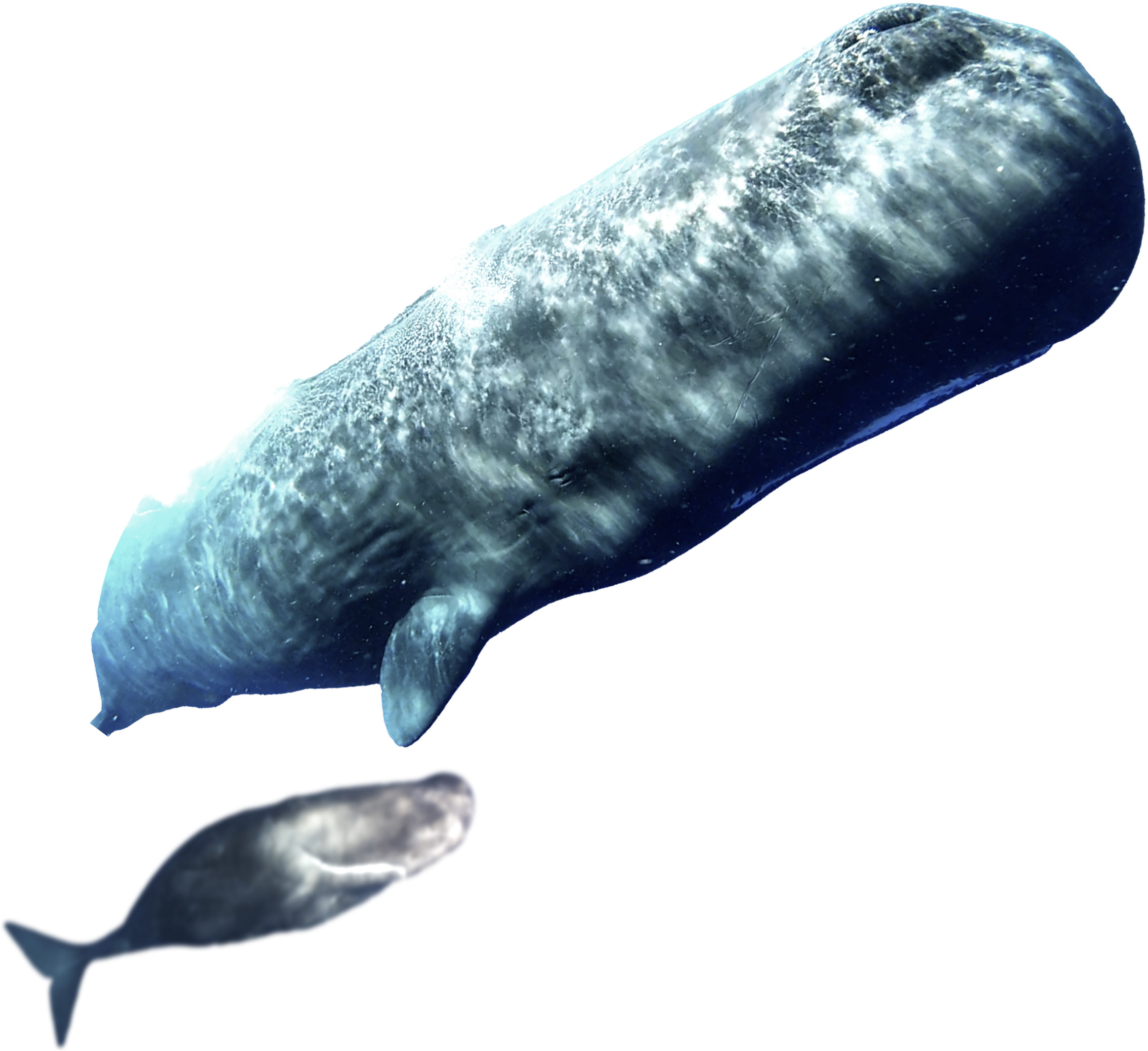 Project CETI •-- Home