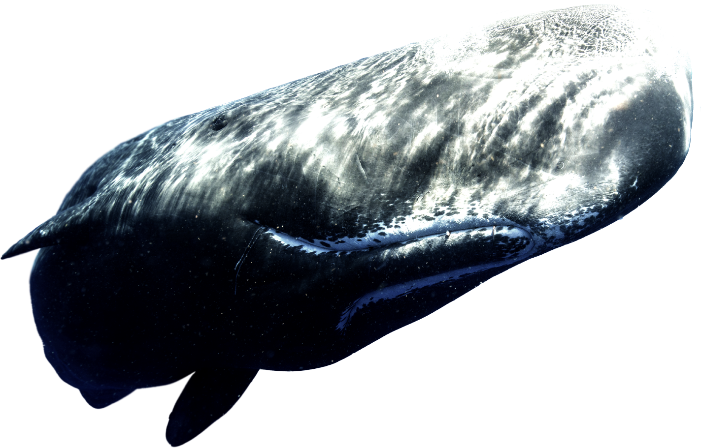 Project CETI •-- Home