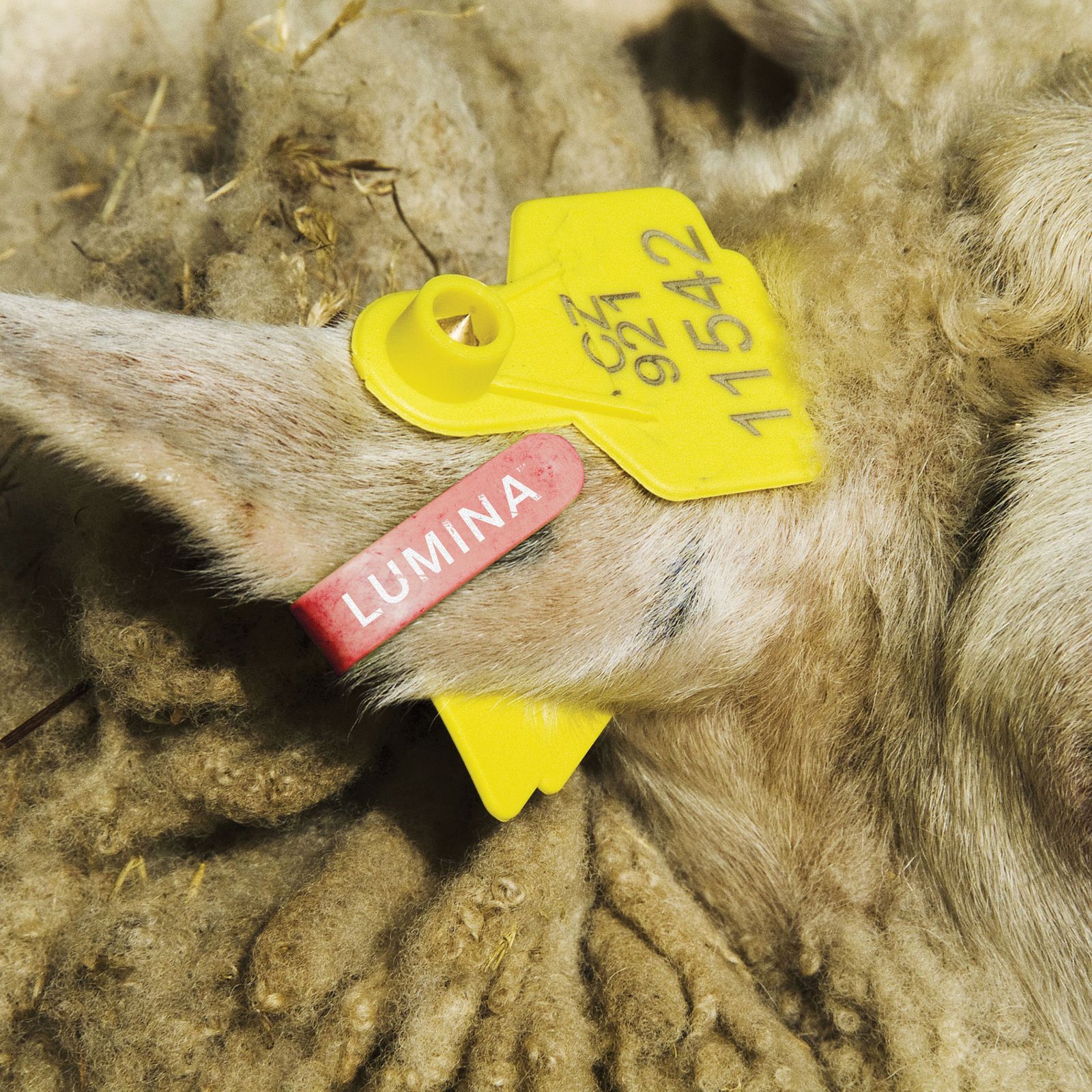 ThoughtFull™ | Projects | Lumina