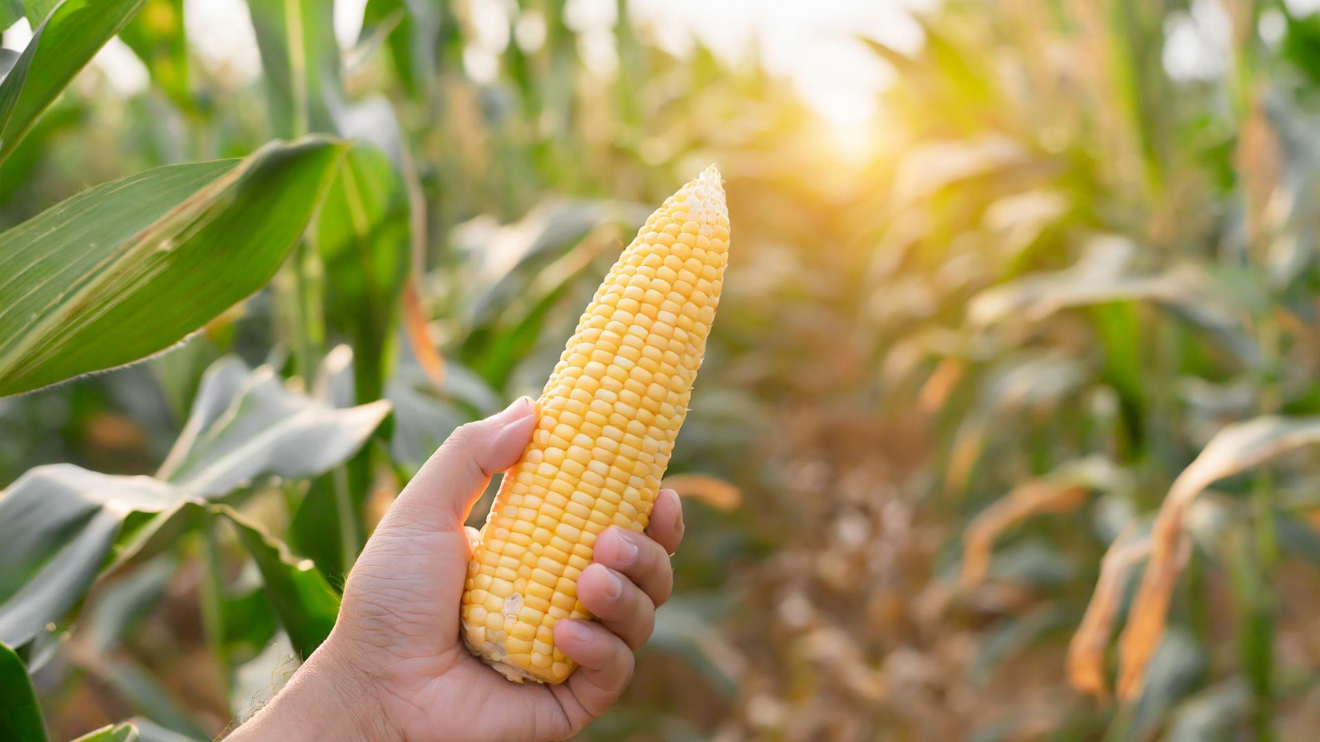 EPA Final Opinion on Enlist Herbicides: Safety and Compliance