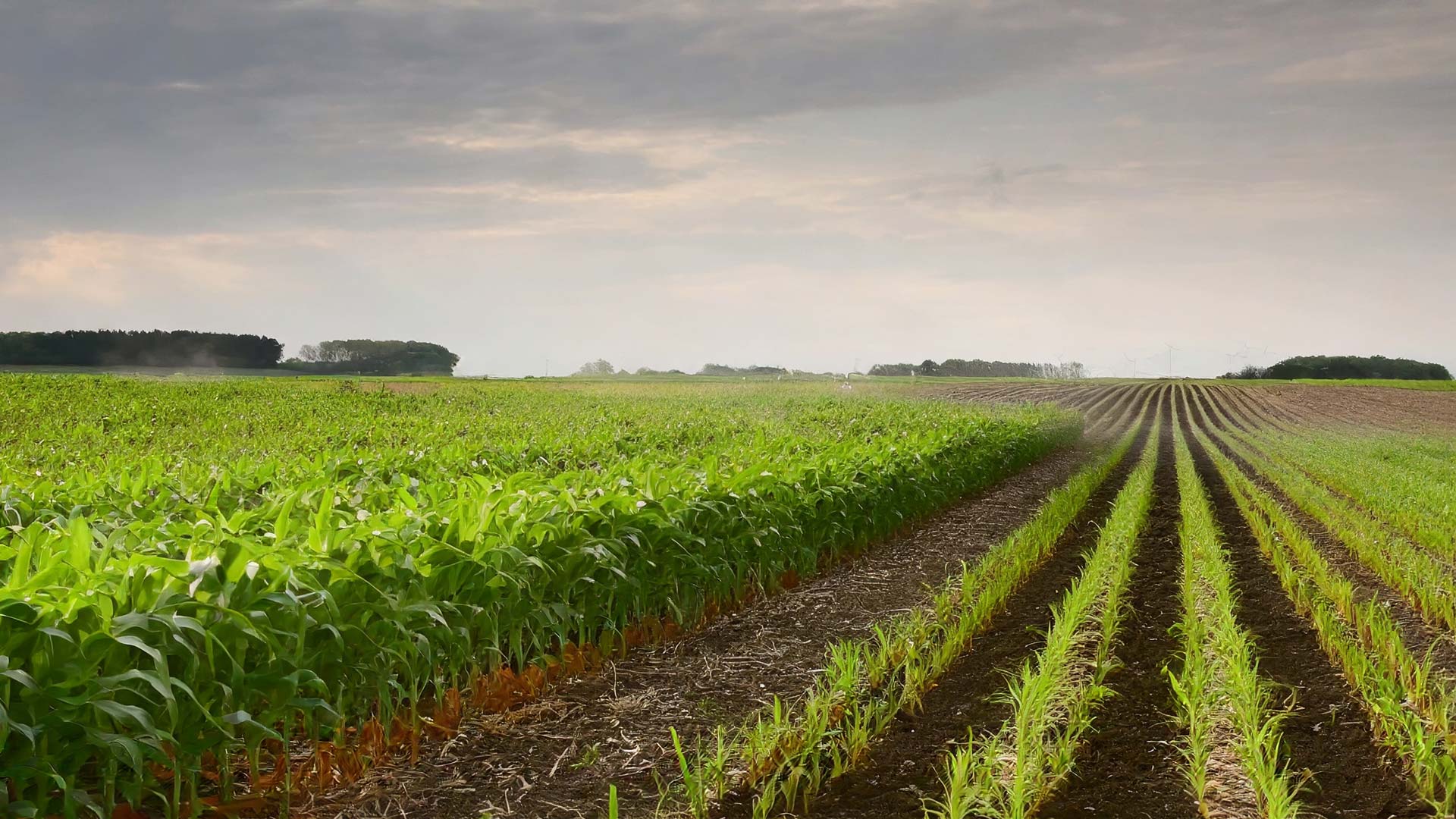 Great Britain Adopts New Codex MRLs for Pesticides