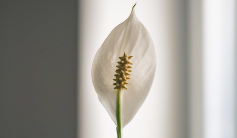 Functional vs non-functional requirements: Differences & examples