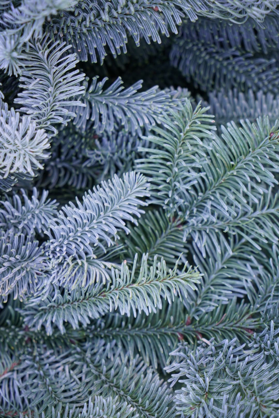 Oregon Farms - Quality Greens