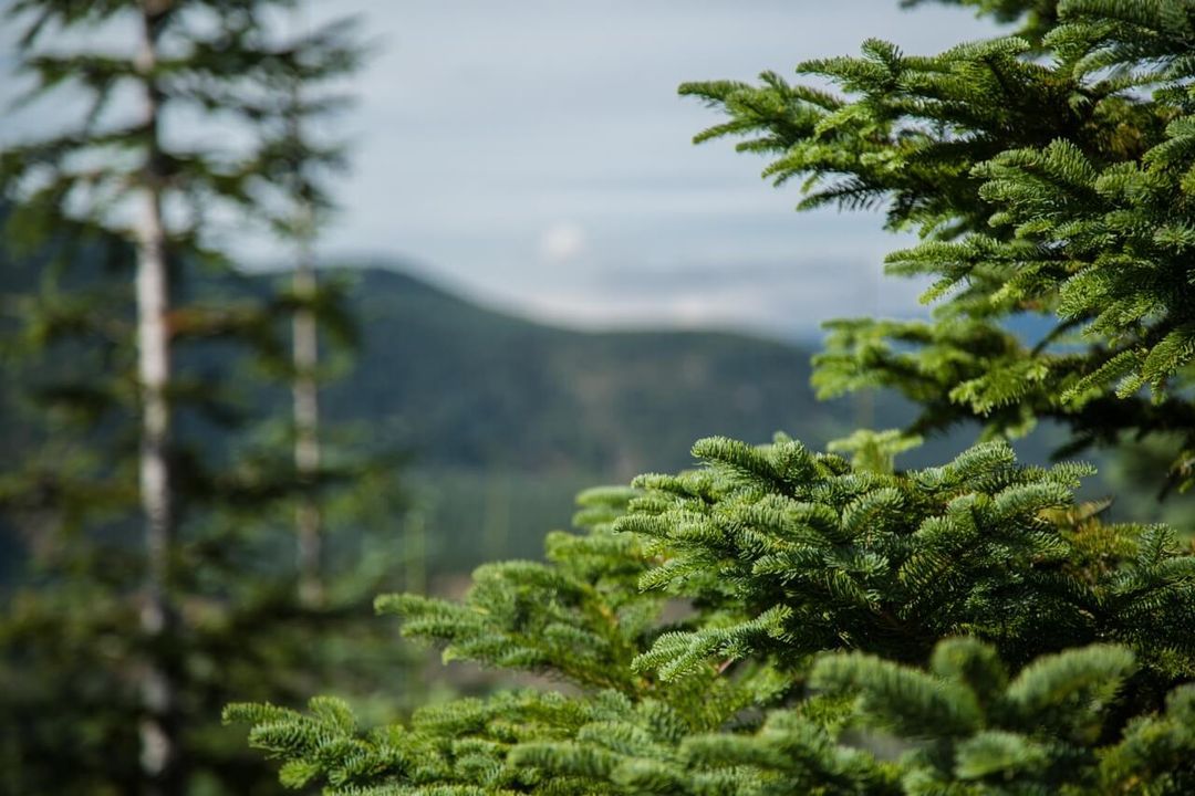 The Fir plant from Continental Floral Greens