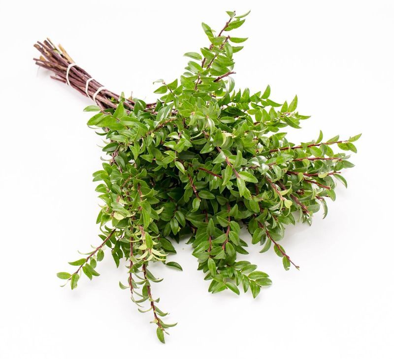 The Huck plant from Continental Floral Greens