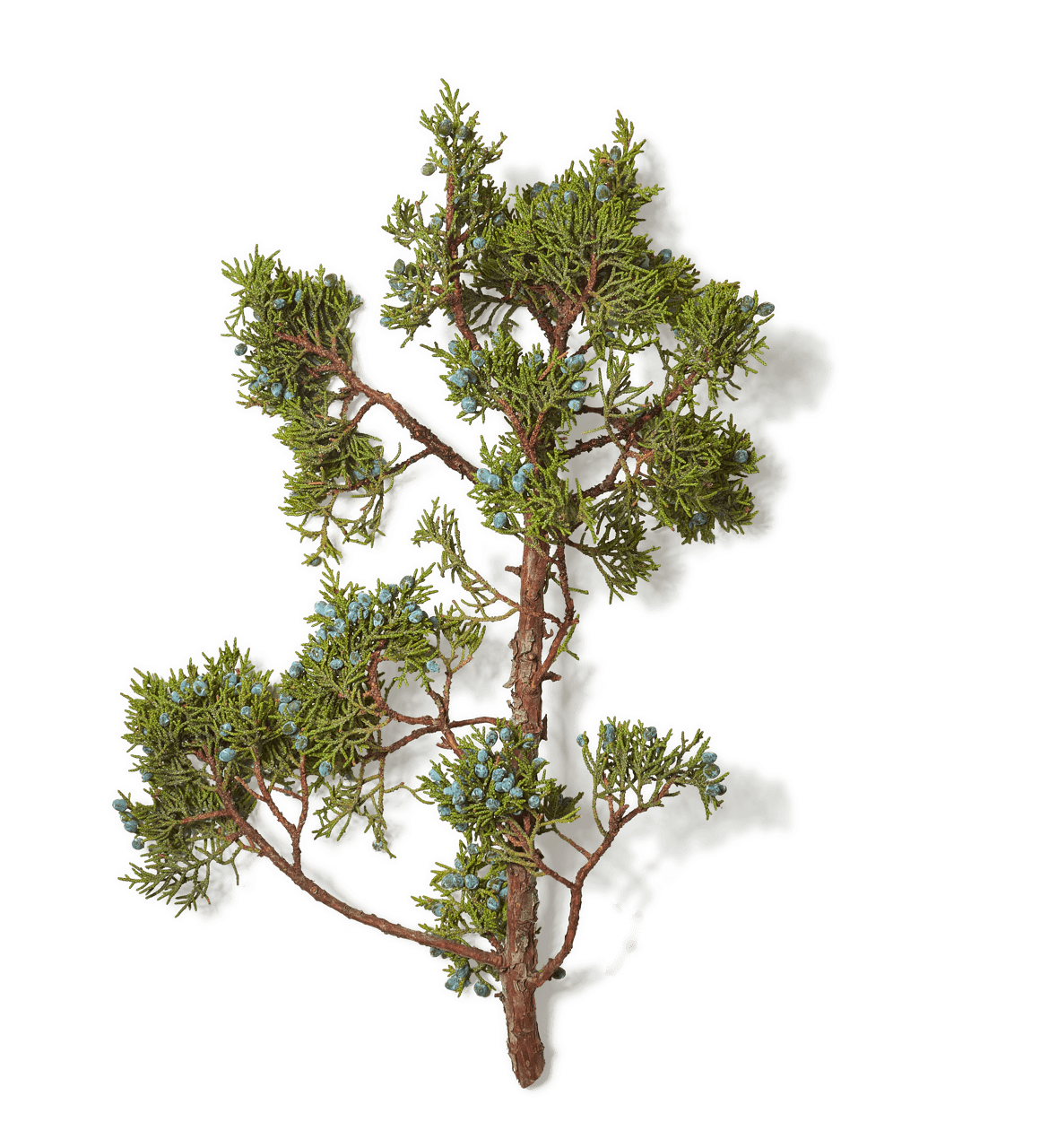 The Juniper plant from Continental Floral Greens