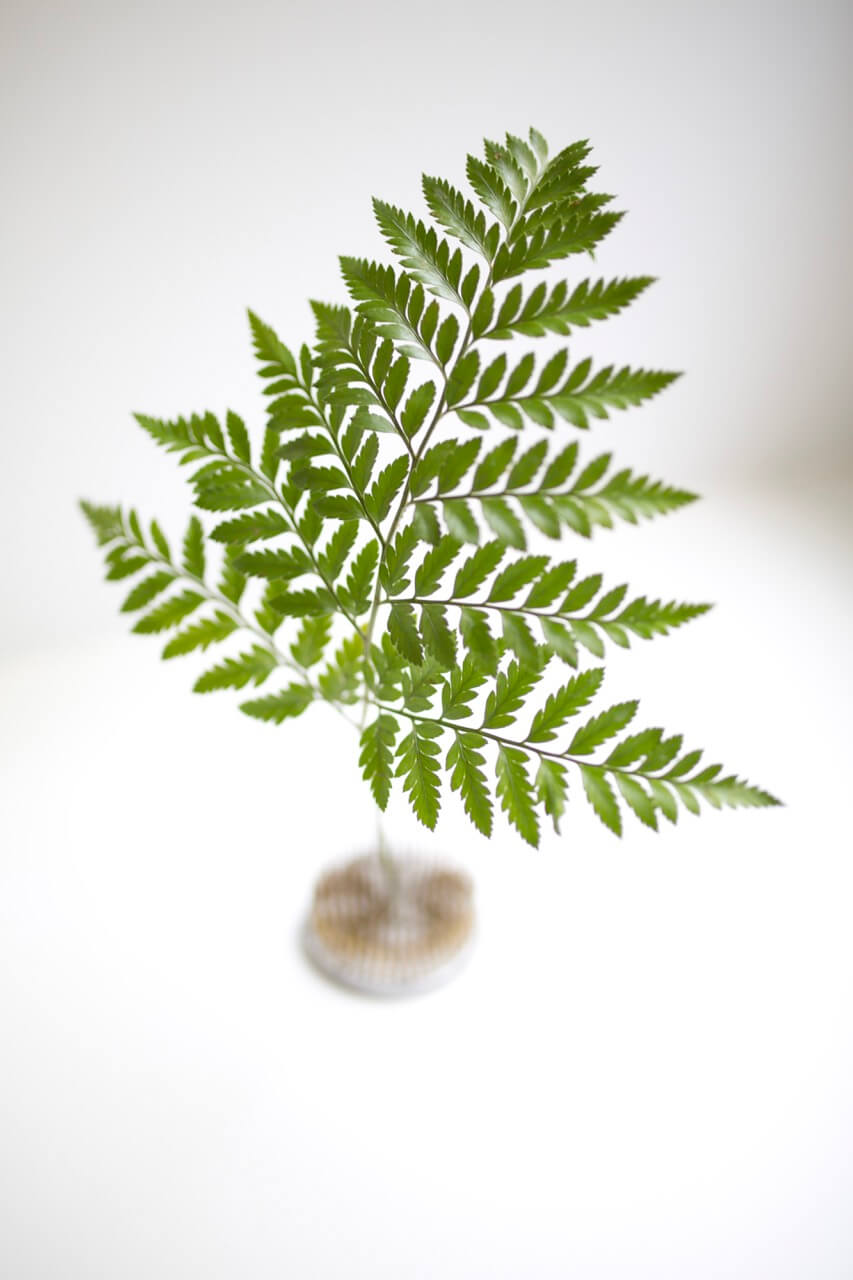 The LeaTherleaf plant from Continental Floral Greens