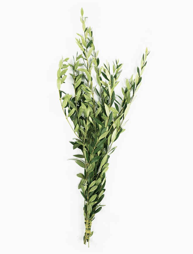 The Olive Branches plant from Continental Floral Greens