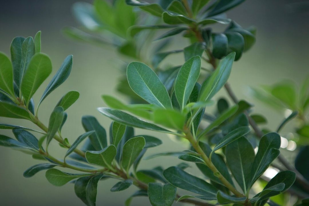 The Pittosporum plant from Continental Floral Greens