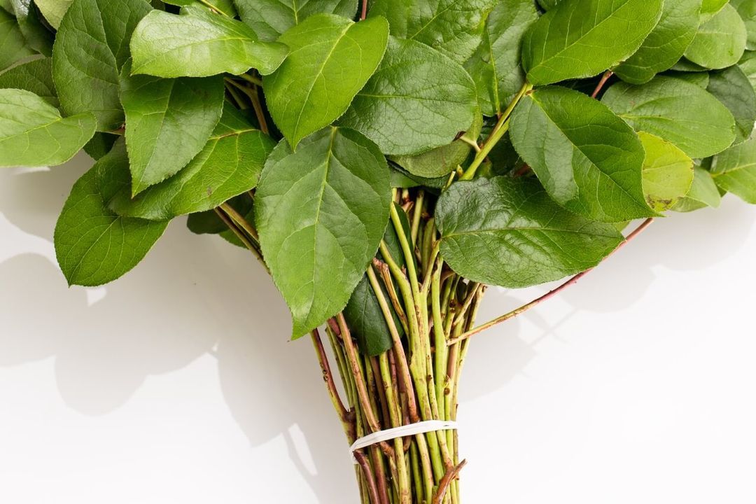 The Salal plant from Continental Floral Greens