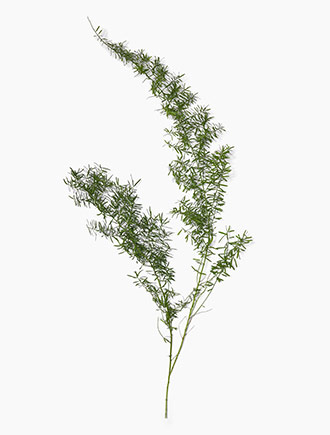 The Sprengeri plant from Continental Floral Greens