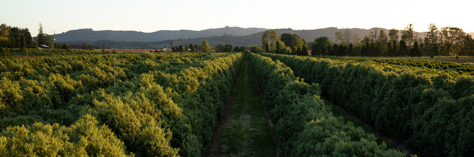 Oregon Farms - Quality Greens