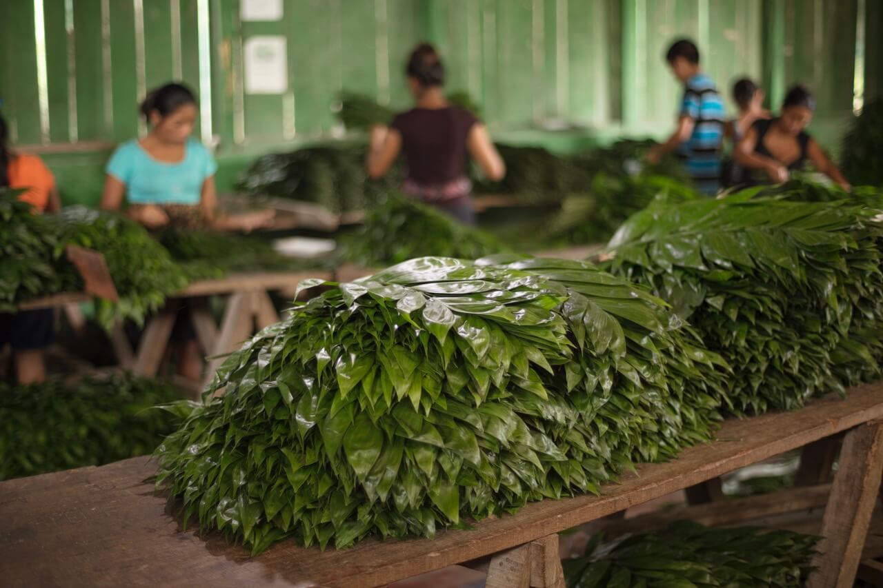 The Tepe Comador plant from Continental Floral Greens