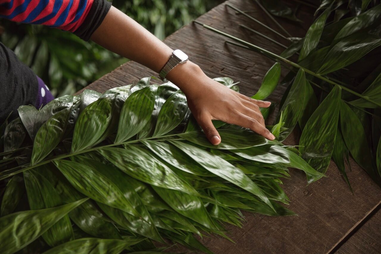 The Tepe Comador plant from Continental Floral Greens