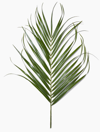 The Tepe Comador plant from Continental Floral Greens