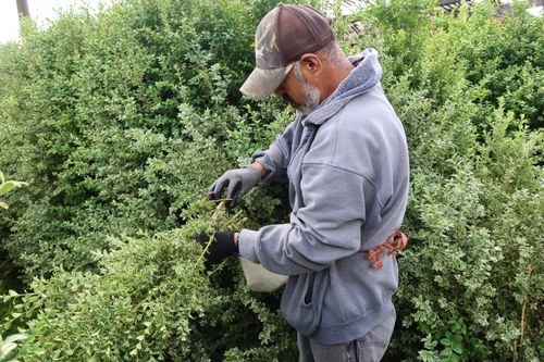 The Oregonia Silver plant from Continental Floral Greens