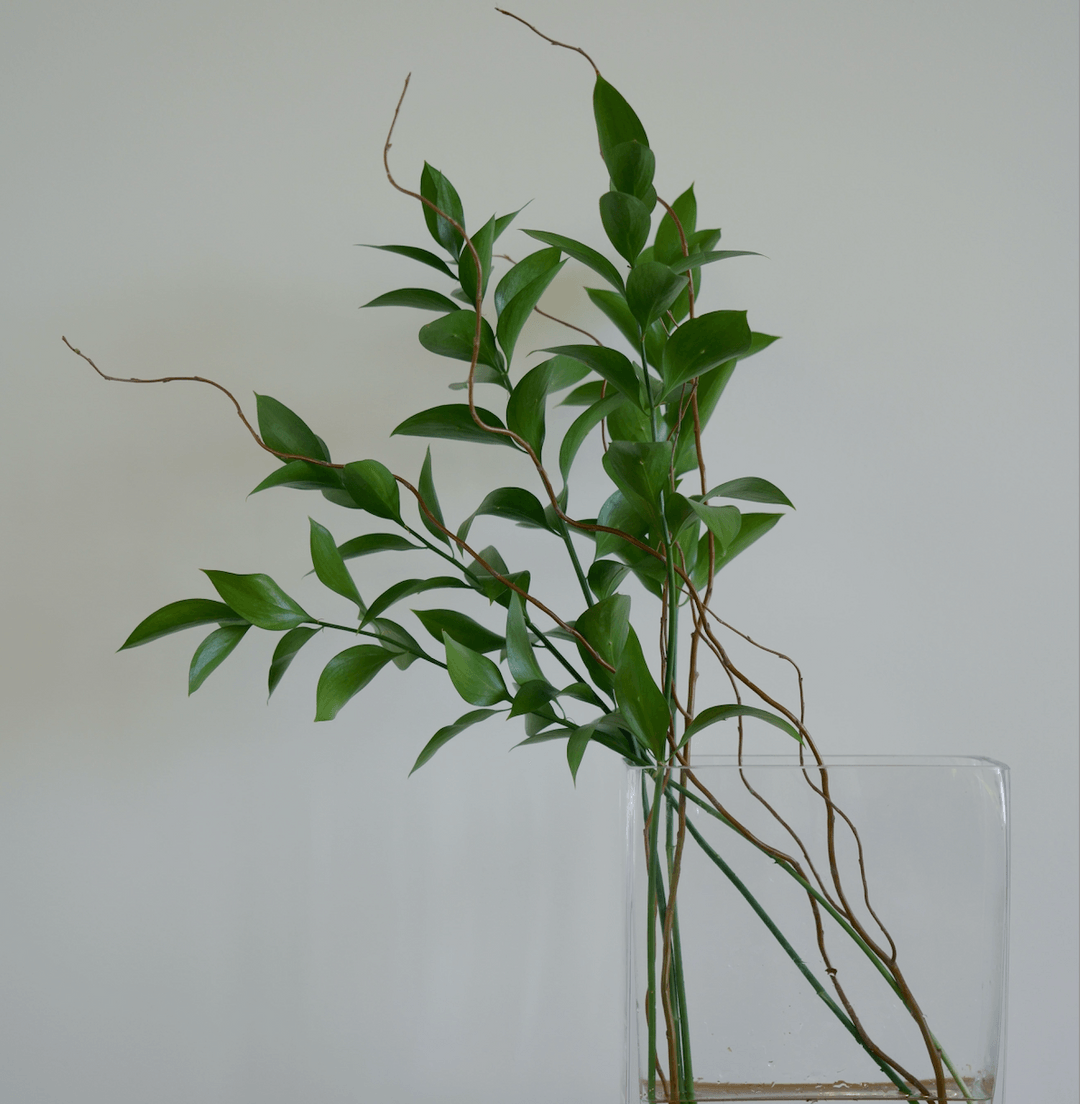 The Israeli Ruscus plant from Continental Floral Greens