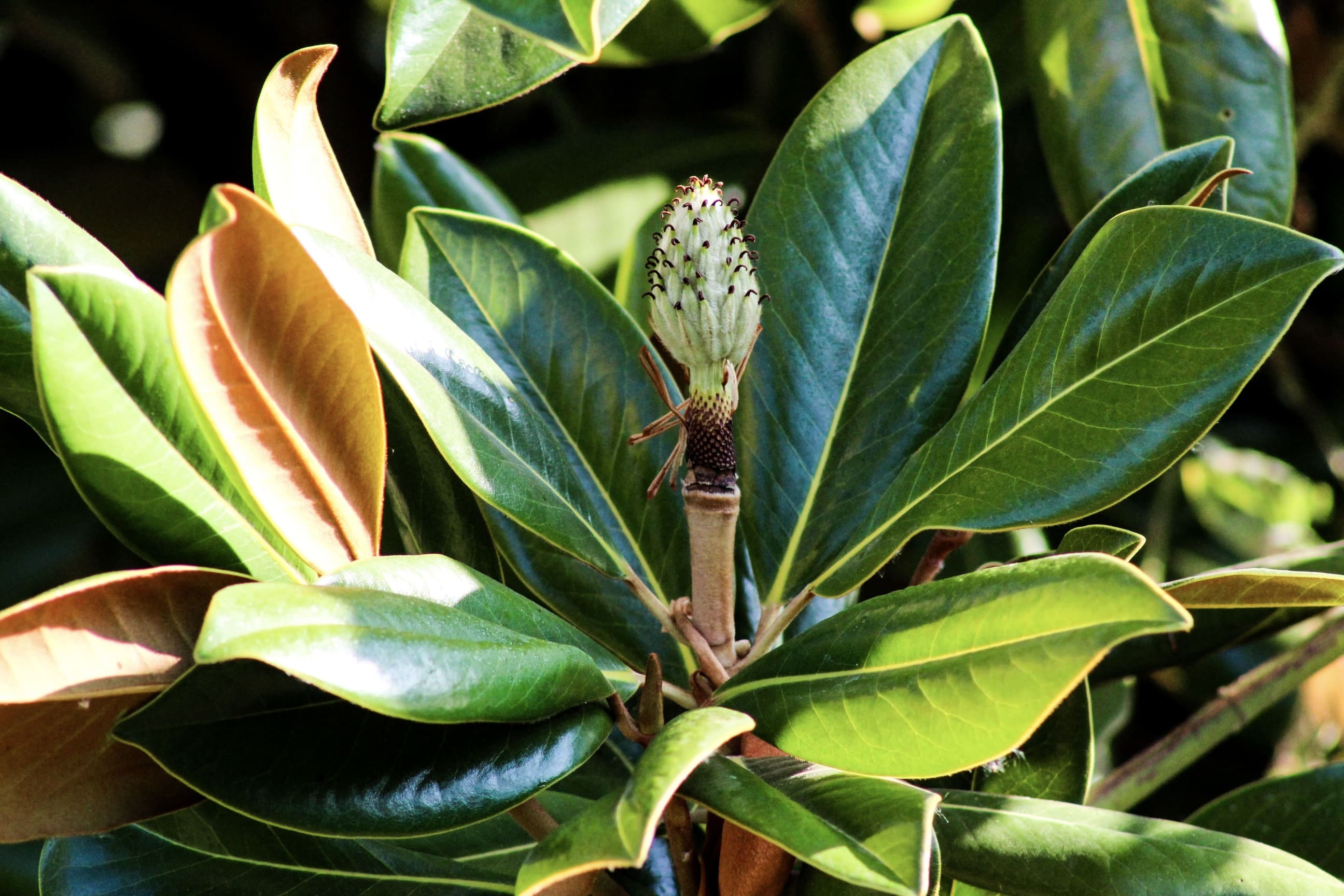 The Magnolia plant from Continental Floral Greens