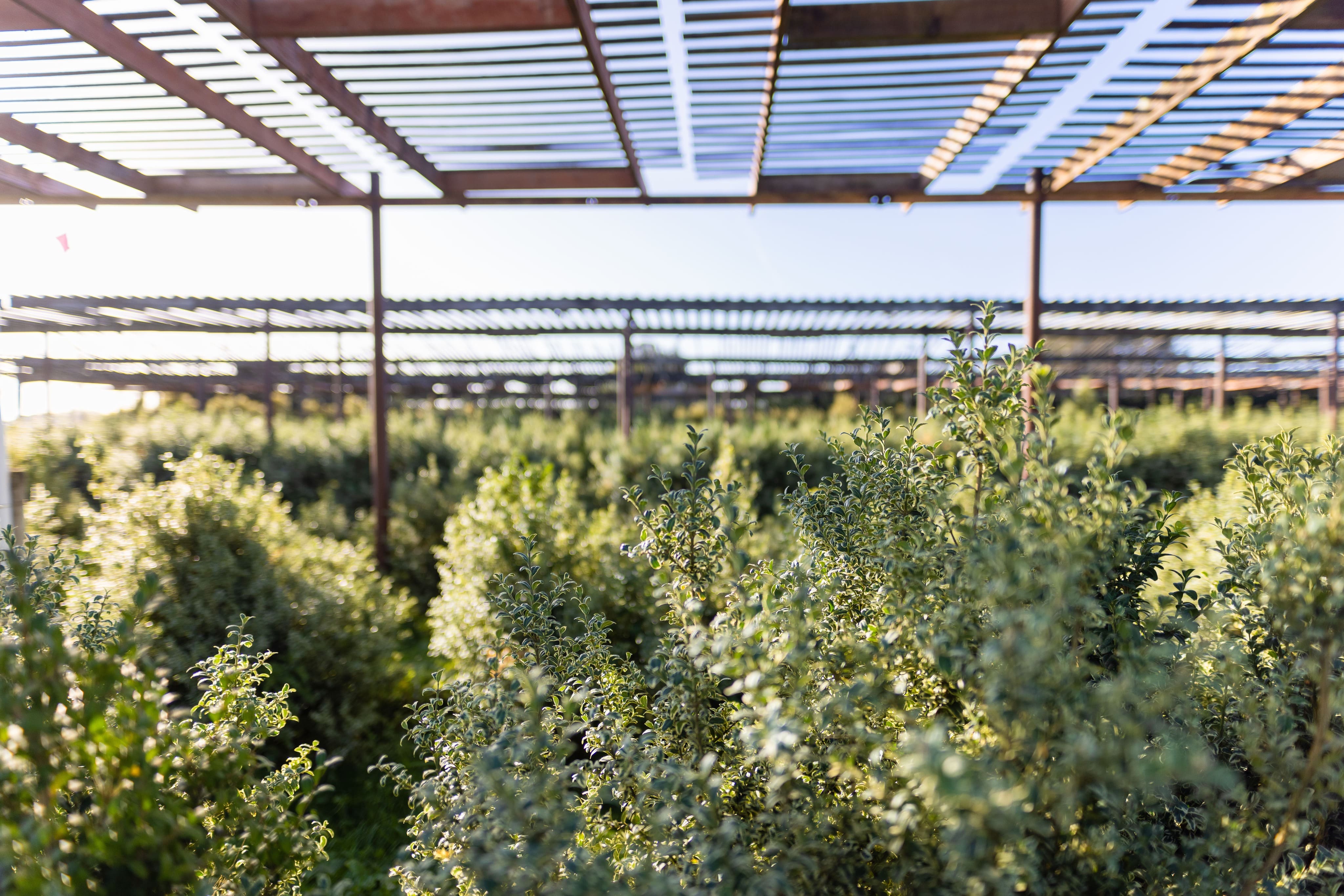 The Oregonia plant from Continental Floral Greens