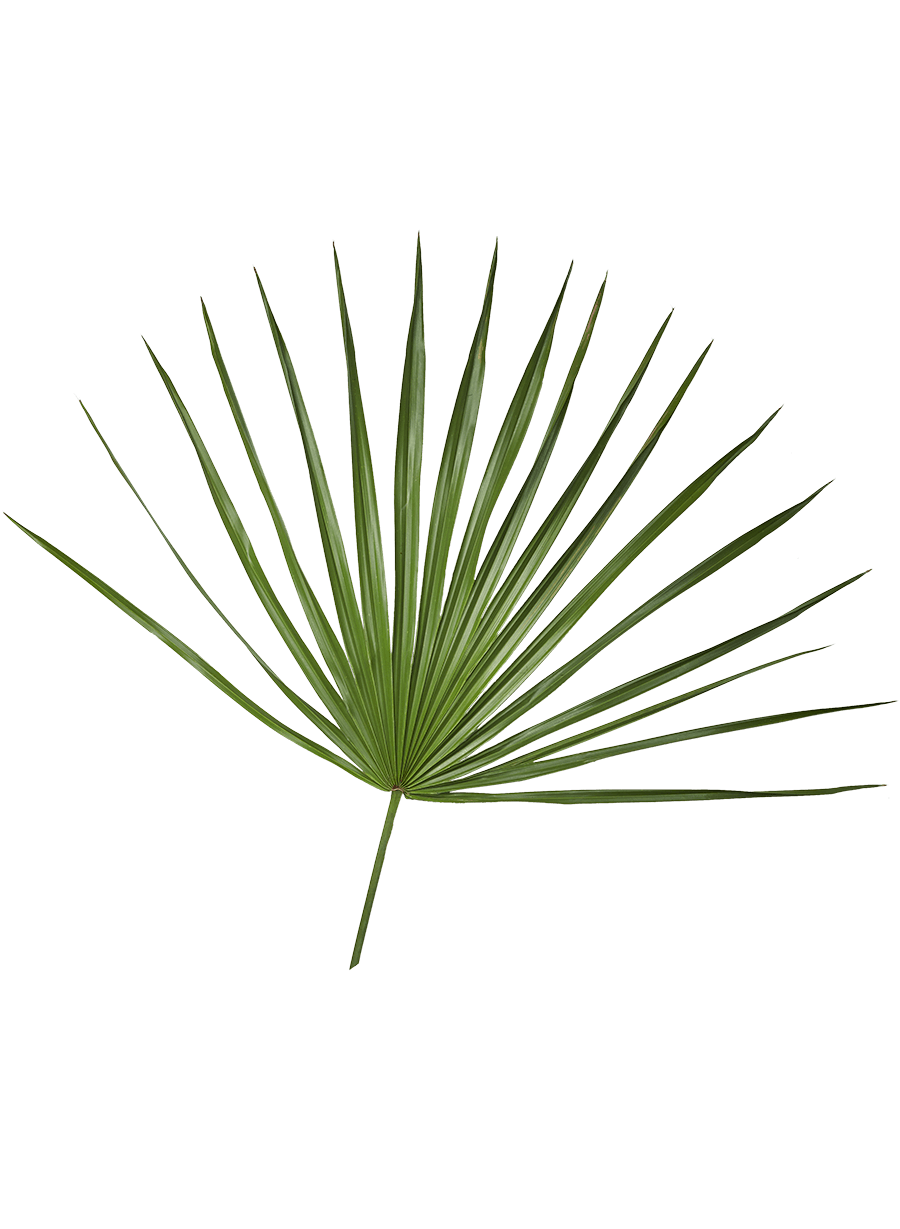The Palmetto Fans plant from Continental Floral Greens