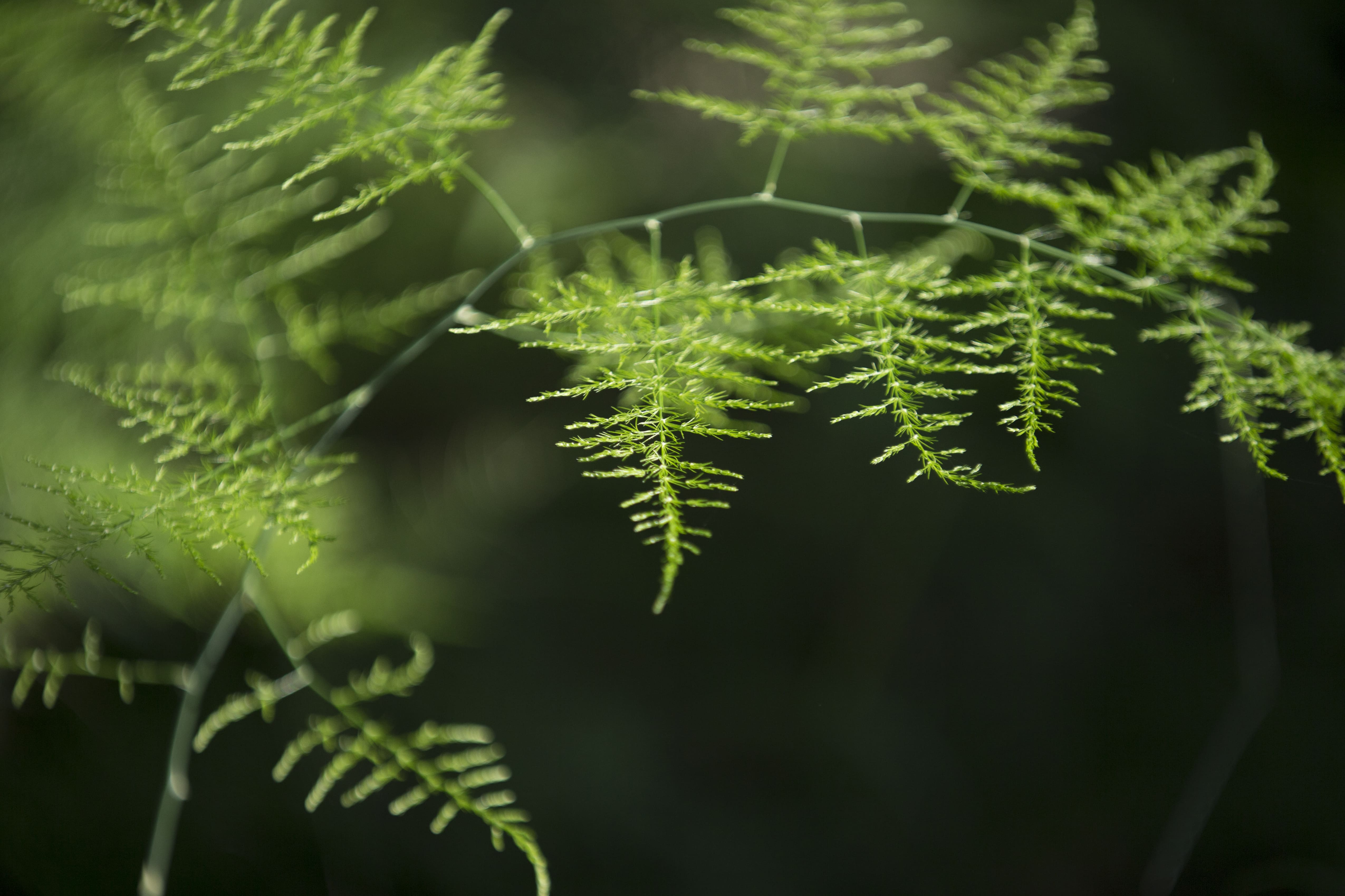 The Plumosus plant from Continental Floral Greens