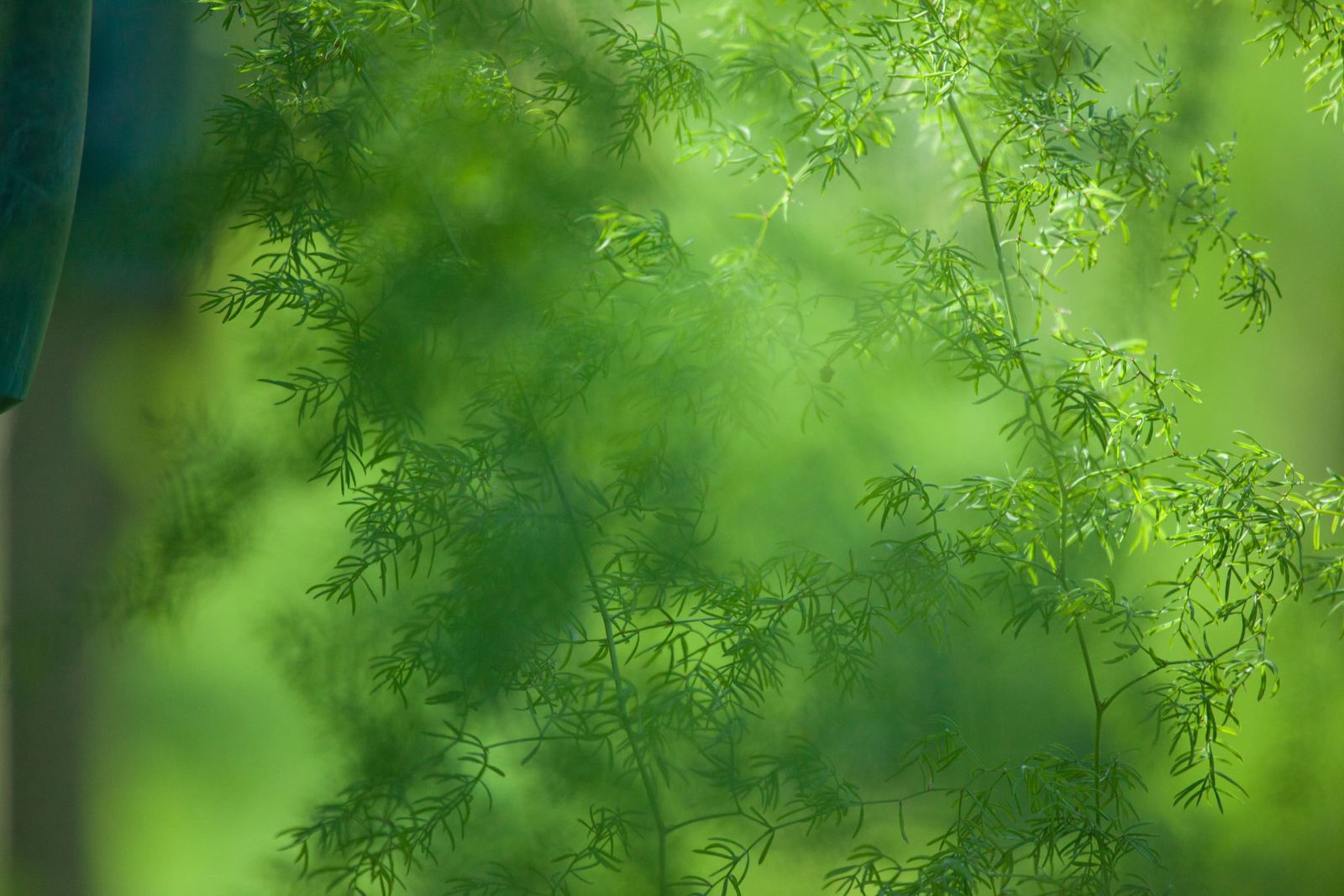 The Sprengeri plant from Continental Floral Greens