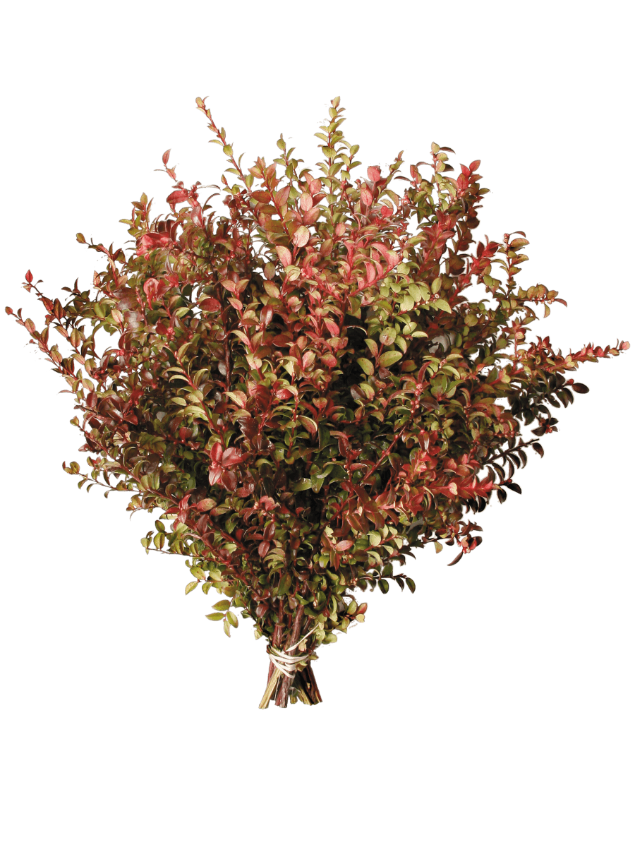 The Huck plant from Continental Floral Greens