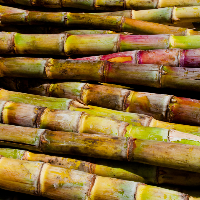 Everything you need to know about sugarcane plastics | Ecobliss Retail