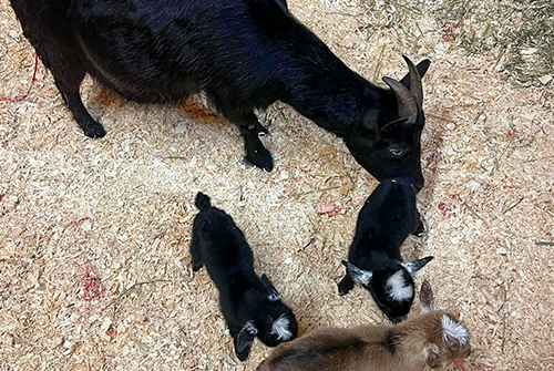 Deep Pond Farm & Stables - East Taunton, Ma